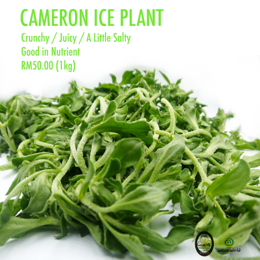 CAMERON ICE PLANT (1KG) - Antoni World