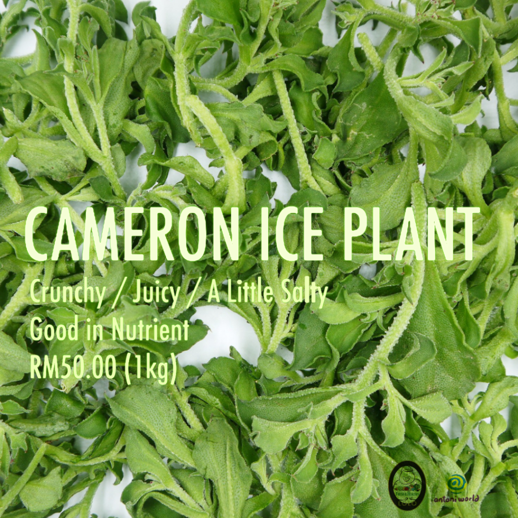 CAMERON ICE PLANT (1KG) - Antoni World
