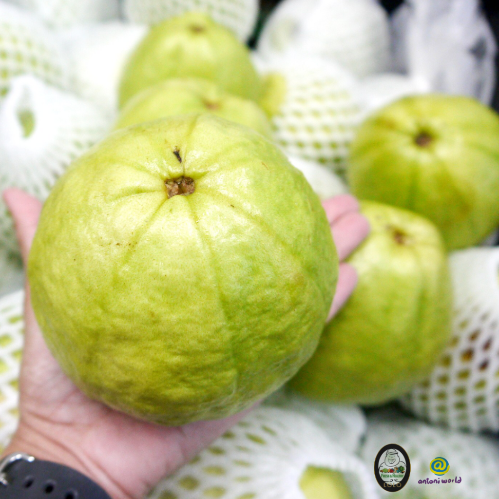 Lohan Guava - Antoni World